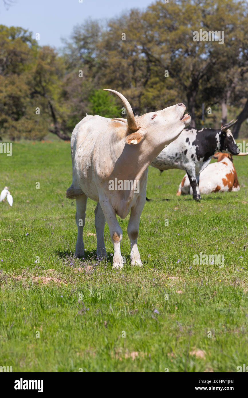 Domestic cattle bos hi-res stock photography and images - Alamy