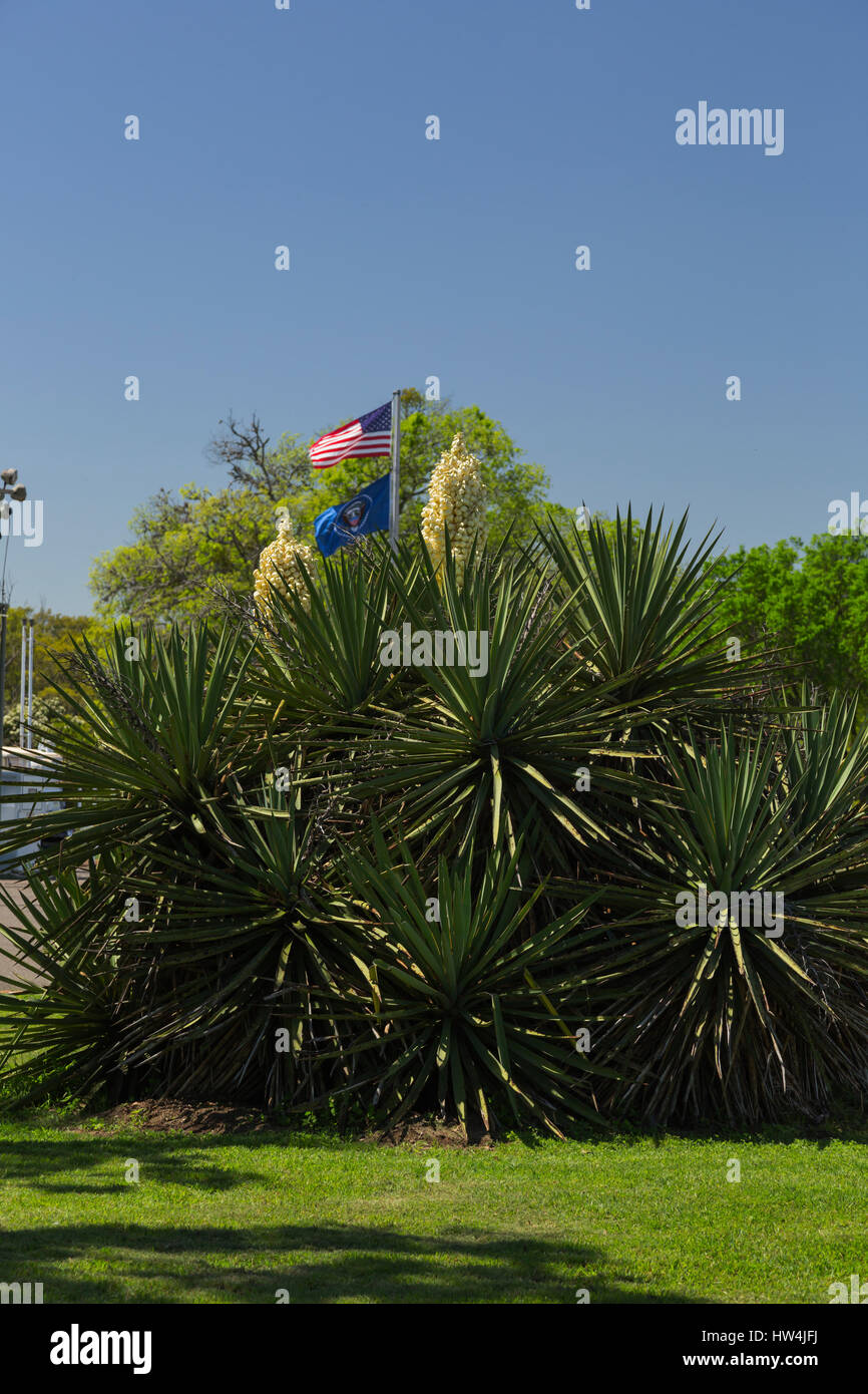 Torrey Yucca (Yucca torreyi) and National and Presidential Flags ...