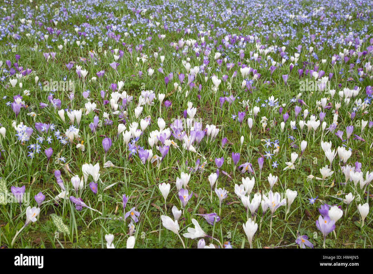 Field of Crocus Flowers, Tewkesbury, England, UK Stock Photo - Alamy