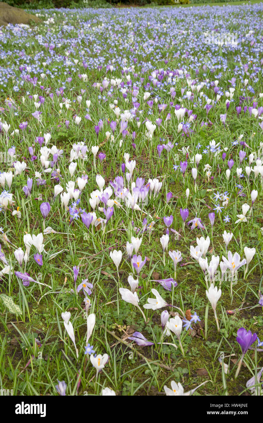 Field of Crocus Flowers, Tewkesbury, England, UK Stock Photo - Alamy