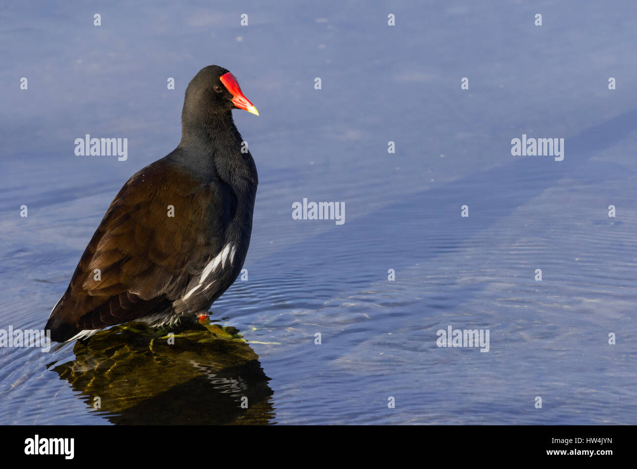 Common Moorhen (Gallinula chloropus) standing in water, Wakulla Springs ...