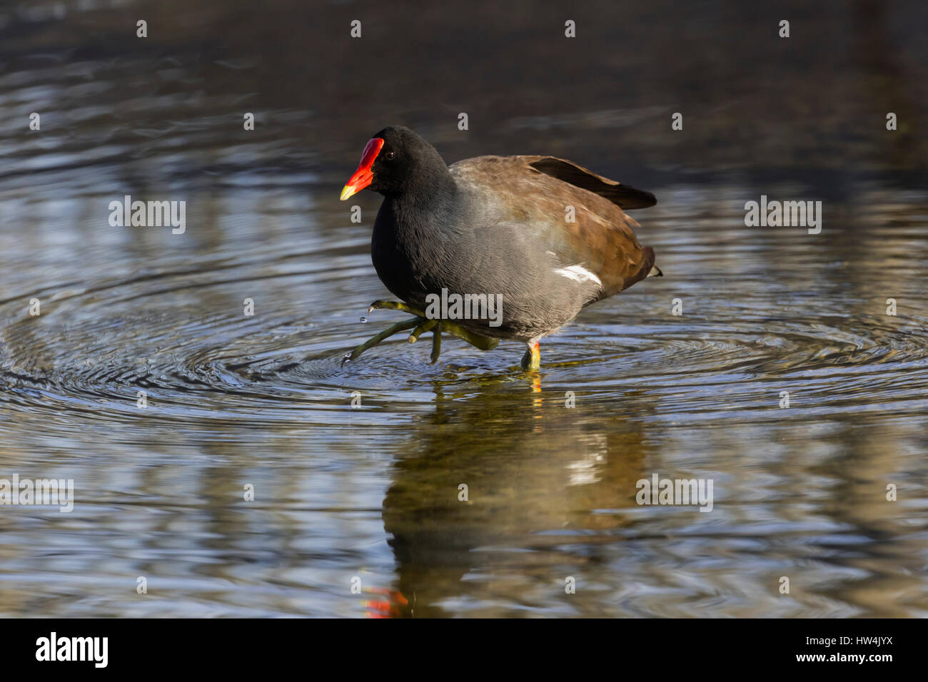 Common Moorhen (Gallinula chloropus) standing in water, Wakulla Springs ...
