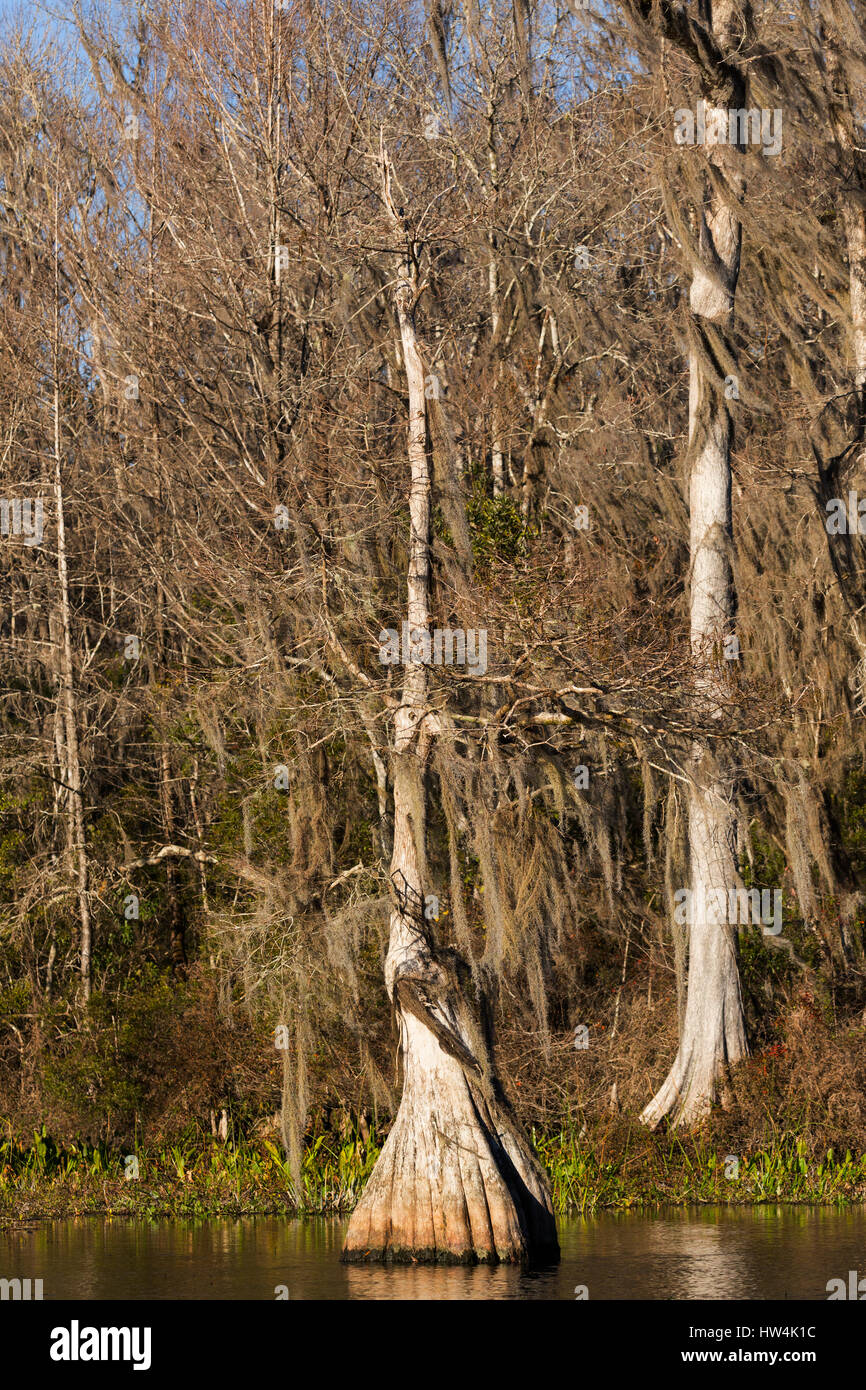 Cypress Trees In Ohio