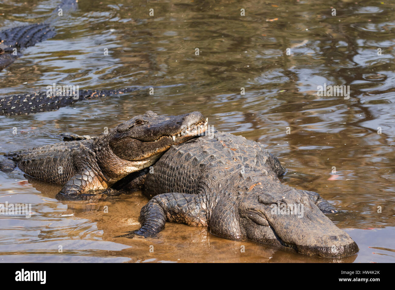 American Alligator (Alligator mississippiensis) resting on another, St ...