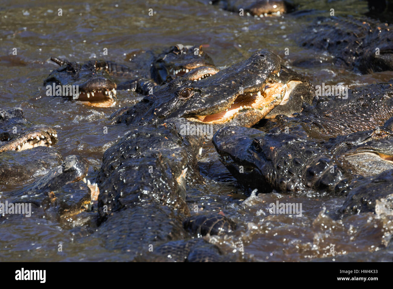 American Alligator (Alligator mississippiensis) feeding frenzy, St ...
