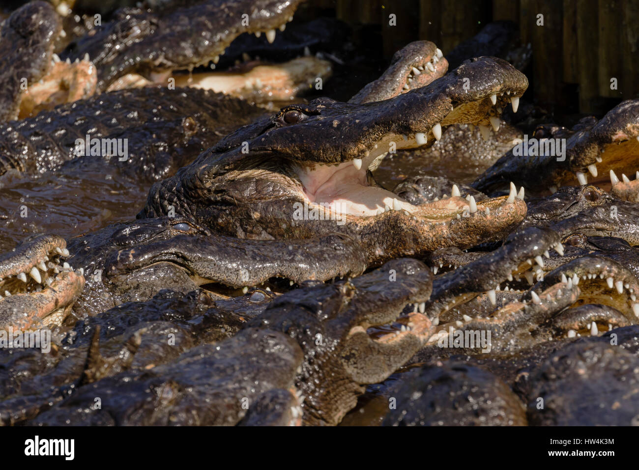 Saltwater alligators hi-res stock photography and images - Alamy