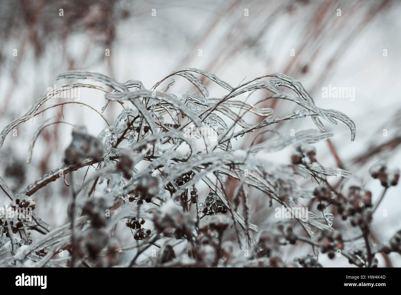 Iced plants hi-res stock photography and images - Alamy