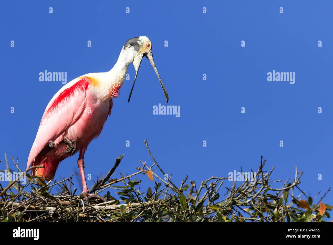 Roseate spoonbill ajaia ajaia red spoonbill hi-res stock photography ...