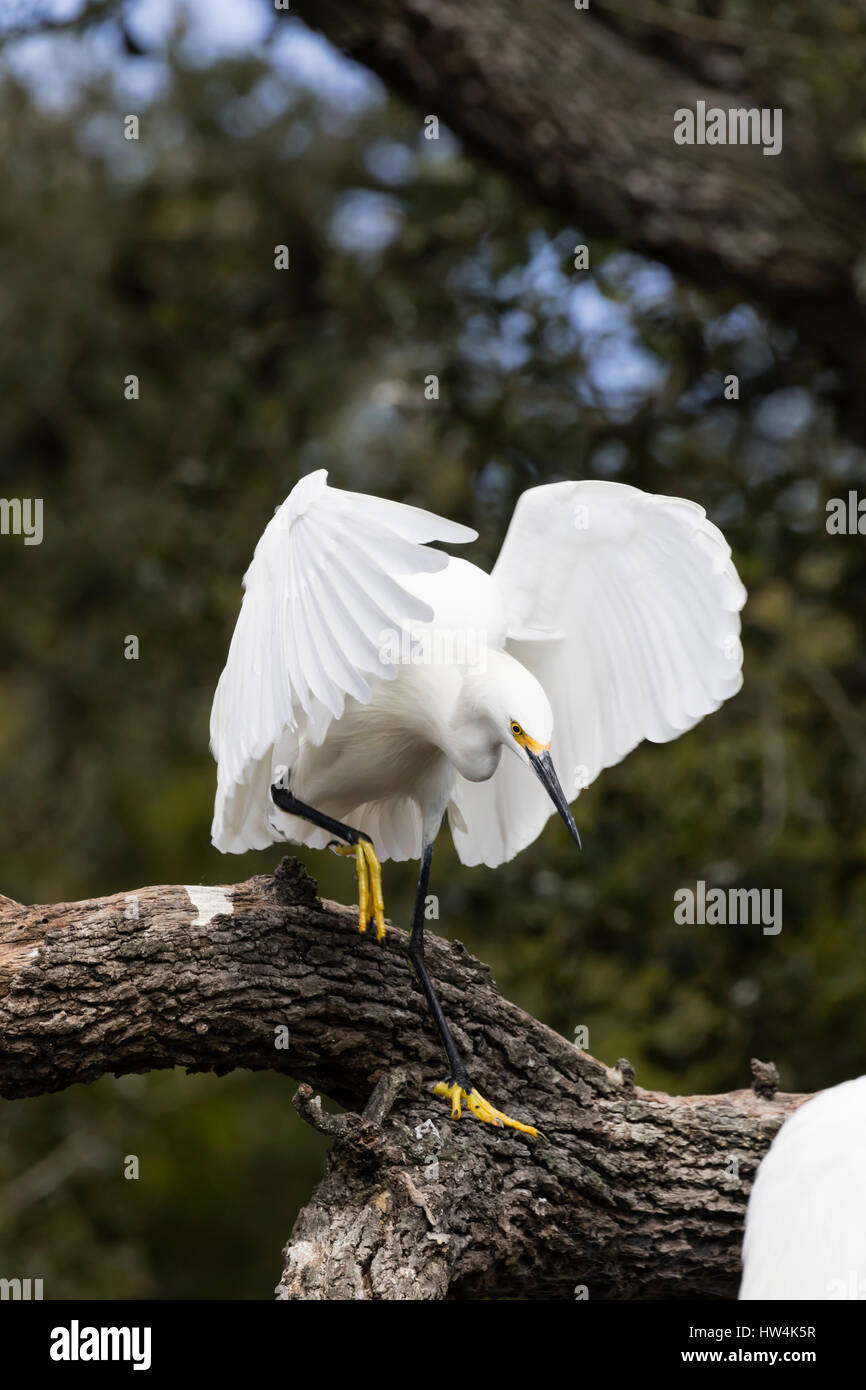 Bird wing display hi-res stock photography and images - Alamy