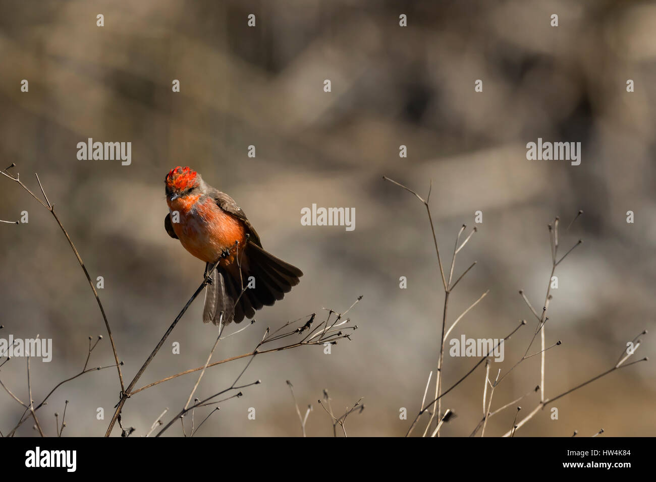 North american flycatcher hi-res stock photography and images - Alamy
