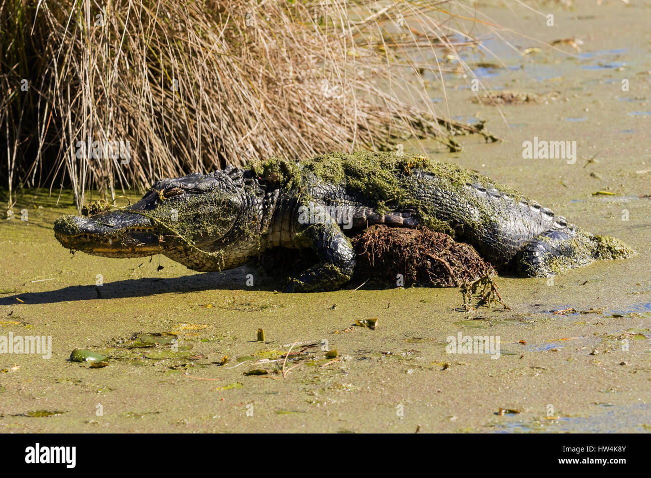 American Alligator (Alligator mississippiensis) resting on a log, St ...