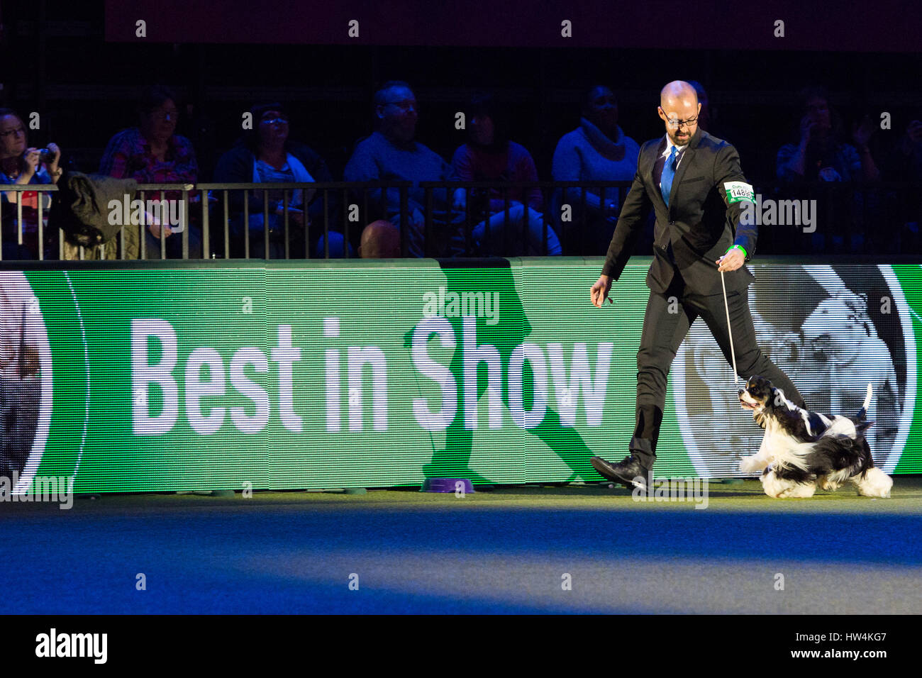 Cocker spaniel in competition hi-res stock photography and images - Alamy