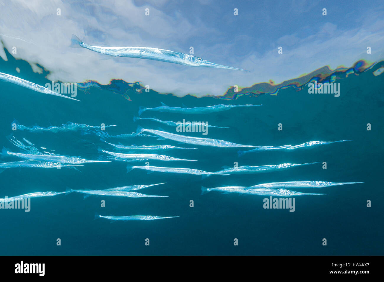 Long tom fish hi-res stock photography and images - Alamy