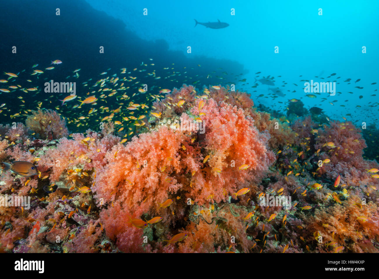 Colored Coral Reef, South Male Atoll, Maldives Stock Photo - Alamy
