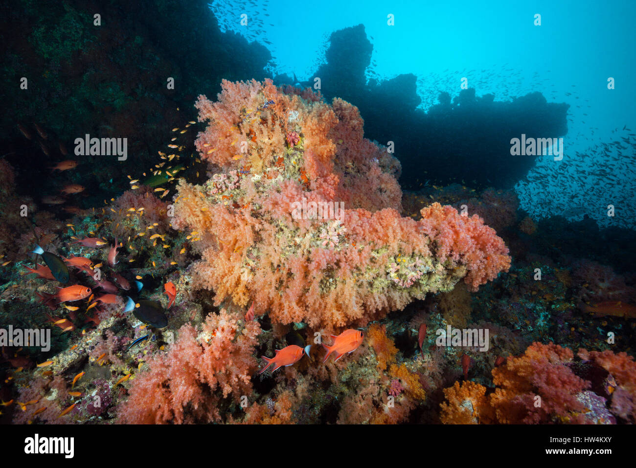 Colored Coral Reef, South Male Atoll, Maldives Stock Photo - Alamy