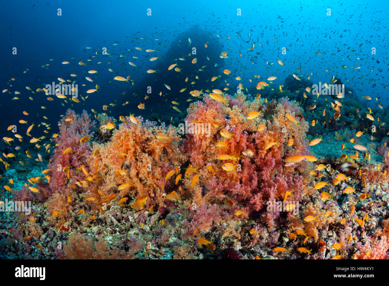 Colored Coral Reef, South Male Atoll, Maldives Stock Photo - Alamy