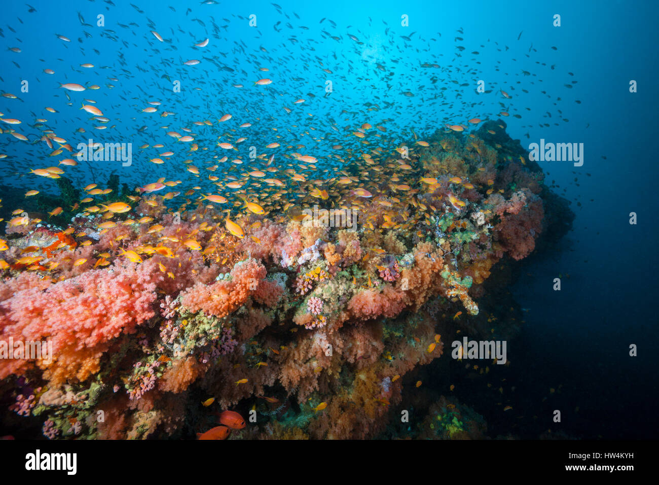 Colored Coral Reef, South Male Atoll, Maldives Stock Photo - Alamy
