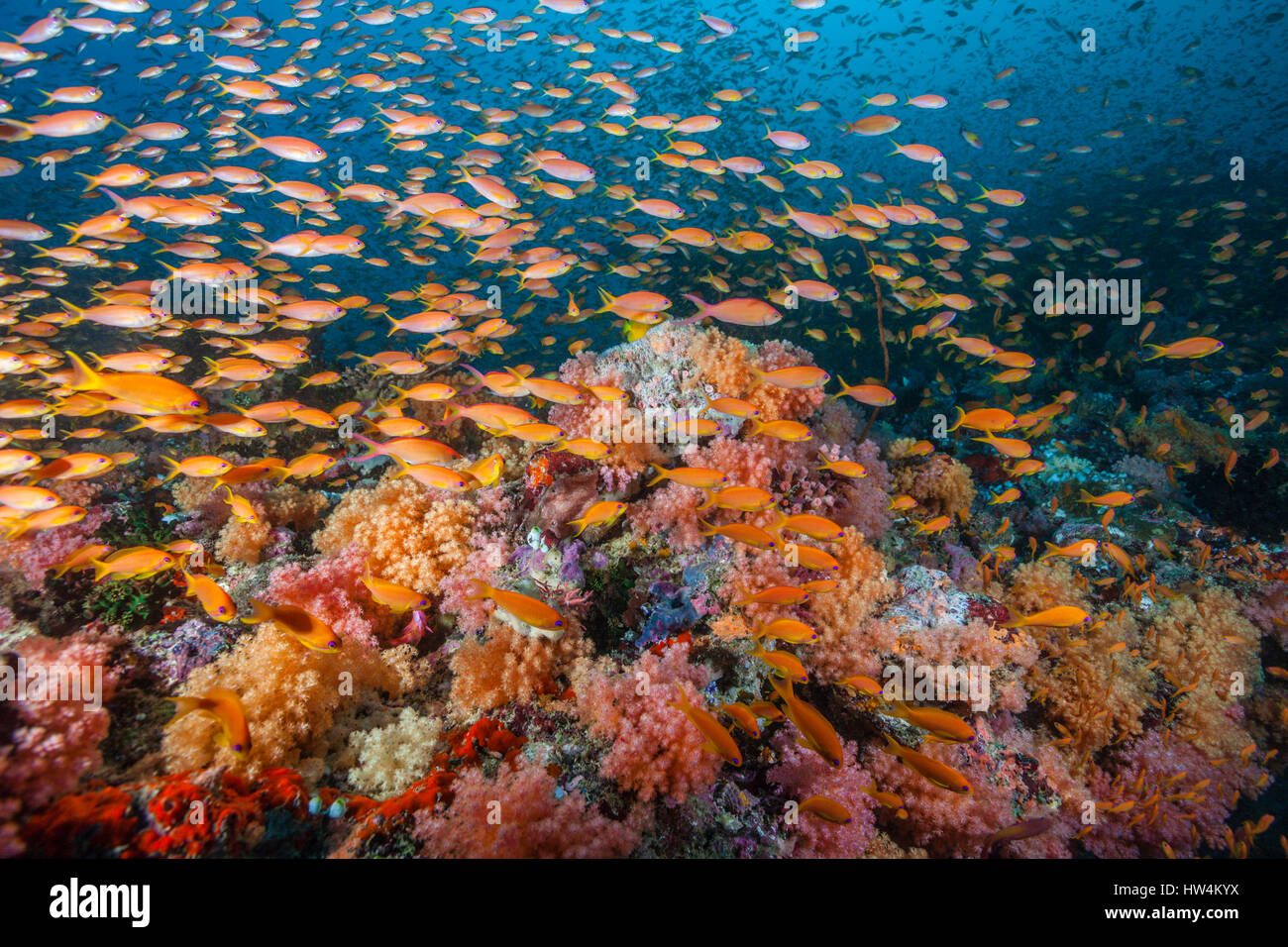 Colored Coral Reef, South Male Atoll, Maldives Stock Photo - Alamy