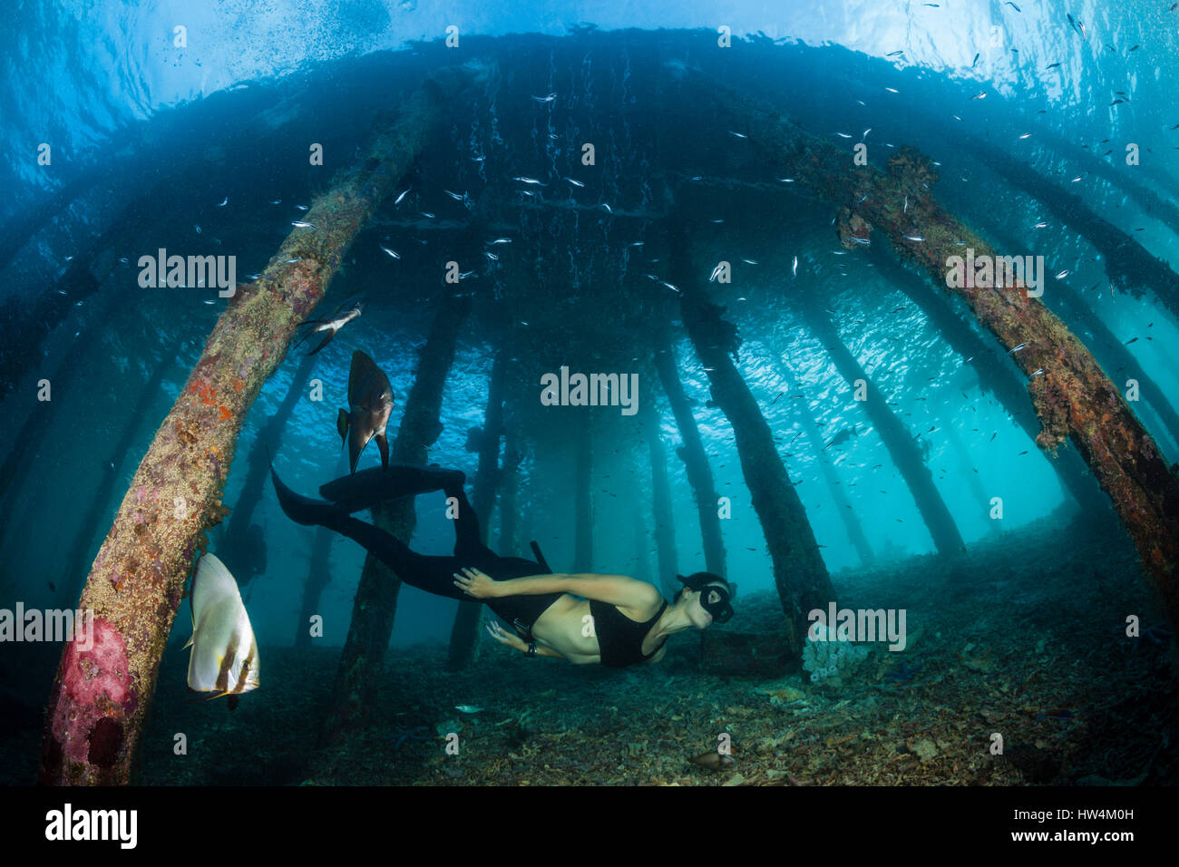Apnoe diver under Aborek Jetty, Raja Ampat, West Papua, Indonesia Stock ...