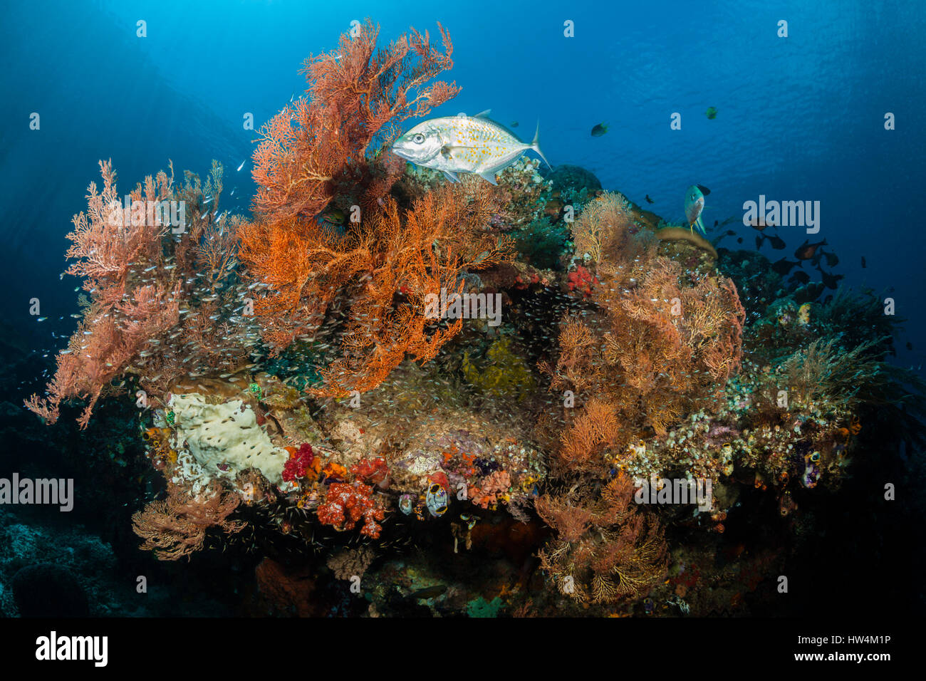 Colored Coral Reef, Raja Ampat, West Papua, Indonesia Stock Photo - Alamy