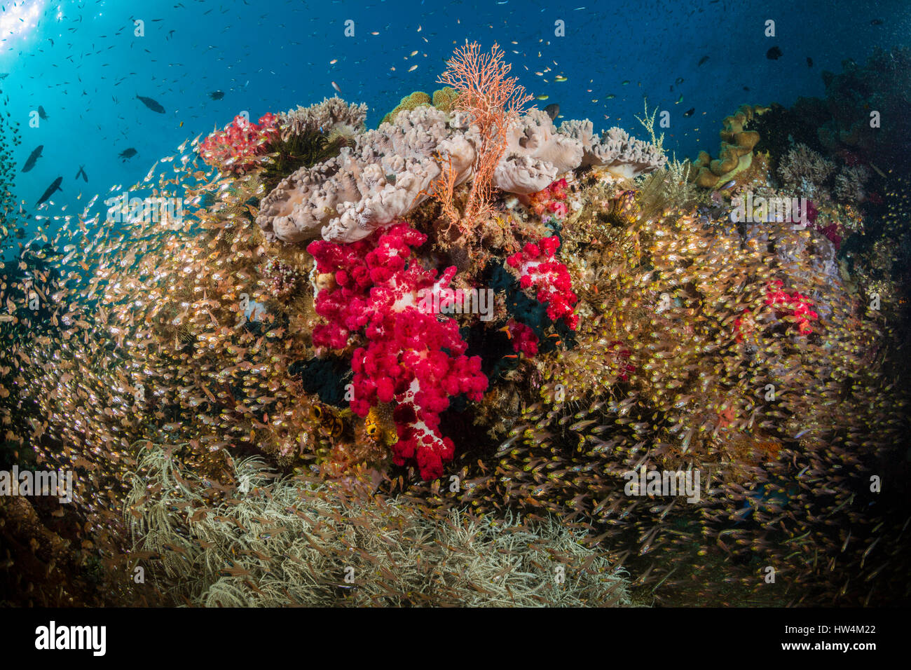 Pygmy Sweeper over Coral Reef, Parapriacanthus ransonneti, Raja Ampat ...