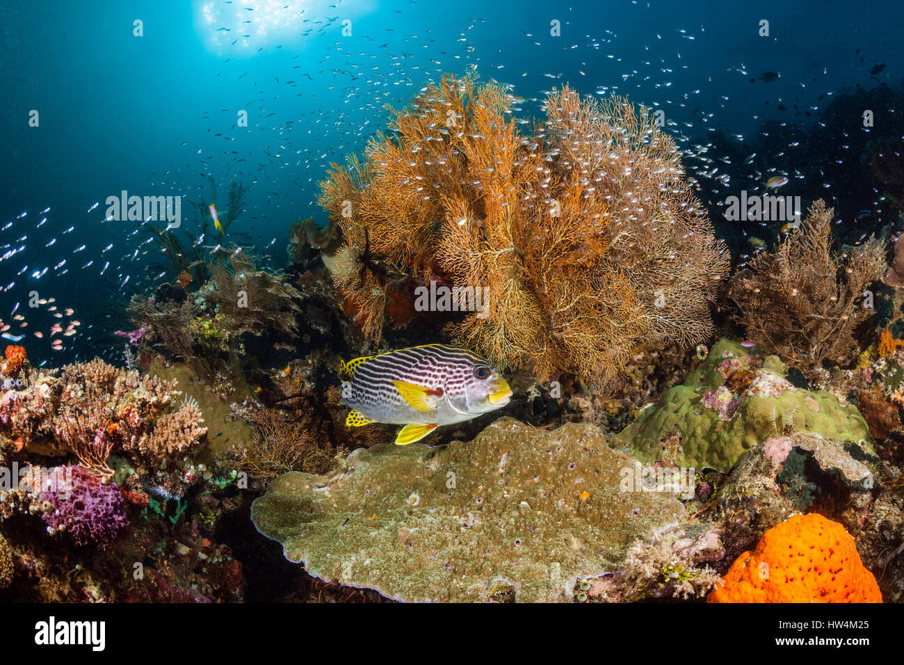 Colored Coral Reef, Raja Ampat, West Papua, Indonesia Stock Photo - Alamy
