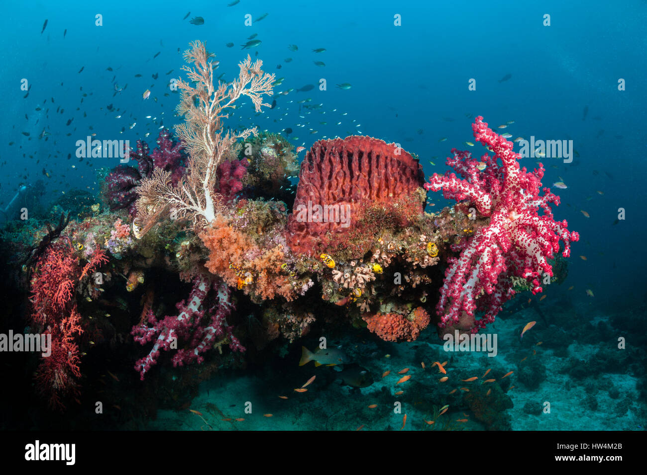 Colored Coral Reef, Raja Ampat, West Papua, Indonesia Stock Photo - Alamy