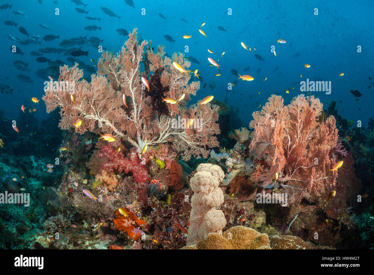 Colored Coral Reef, Raja Ampat, West Papua, Indonesia Stock Photo - Alamy