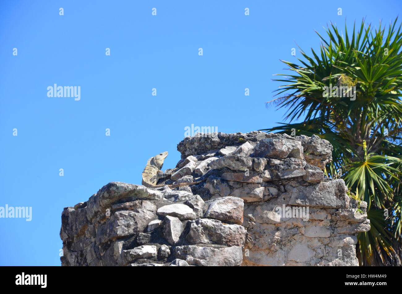 iguana on a wall at tulum ruins mexico Stock Photo - Alamy