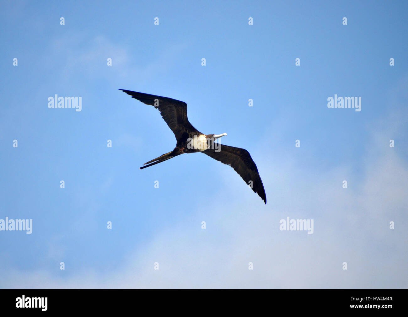 frigate flying in mexican sky Stock Photo - Alamy