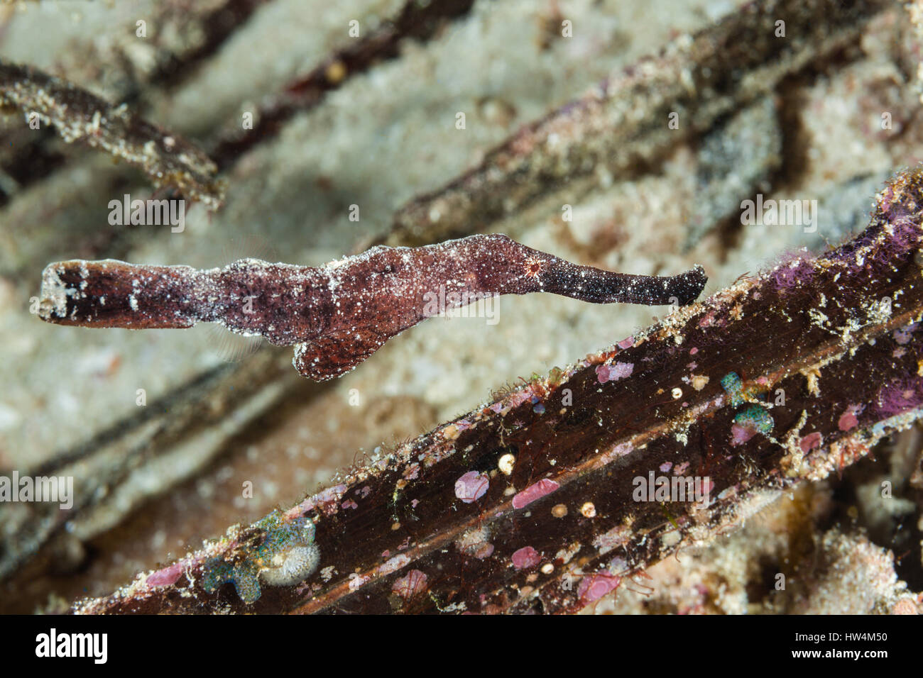 Robust Ghost Pipefish Solenostomus Cyanopterus High Resolution Stock ...