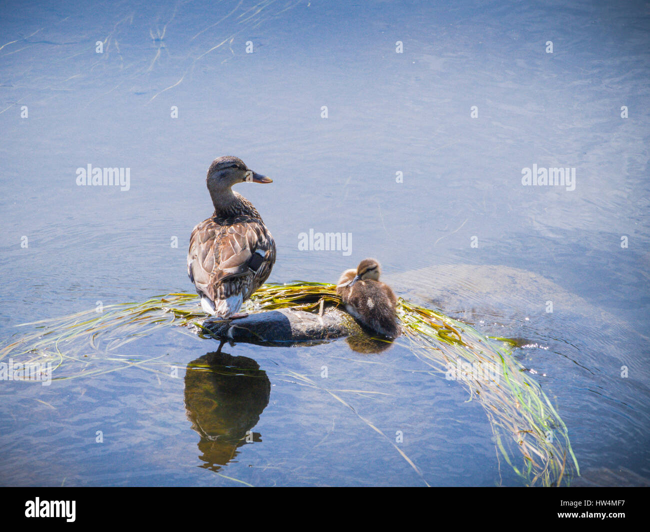Mama and baby duck Stock Photo - Alamy