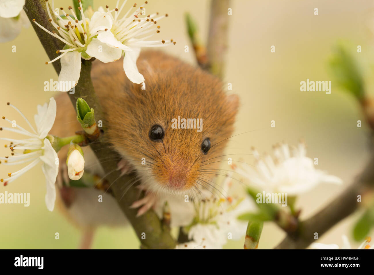 Harvest mouse on cherry blossom Stock Photo - Alamy