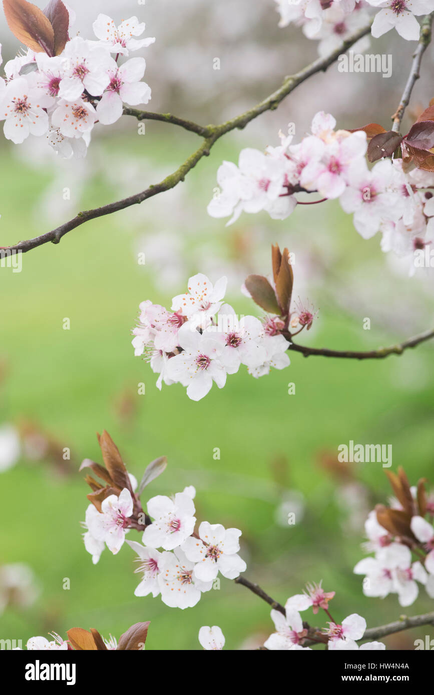 Leaved cherry hi-res stock photography and images - Alamy