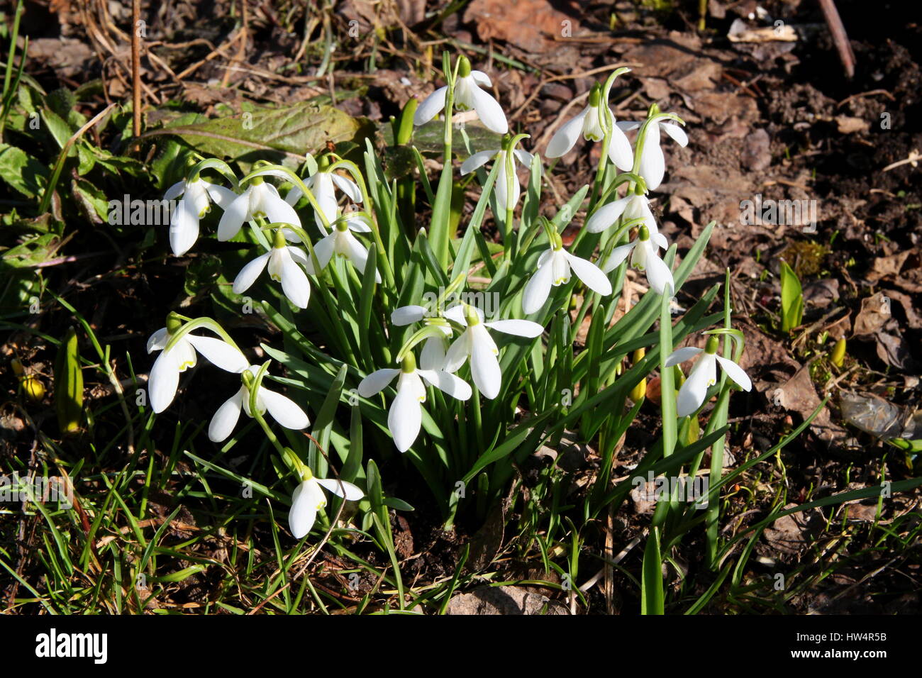 Galanthus nivalis, snowdrop, common snowdrop Stock Photo - Alamy