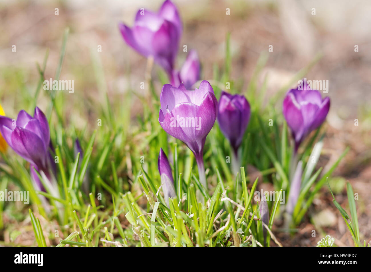 Crocuses in the spring garden Stock Photo - Alamy