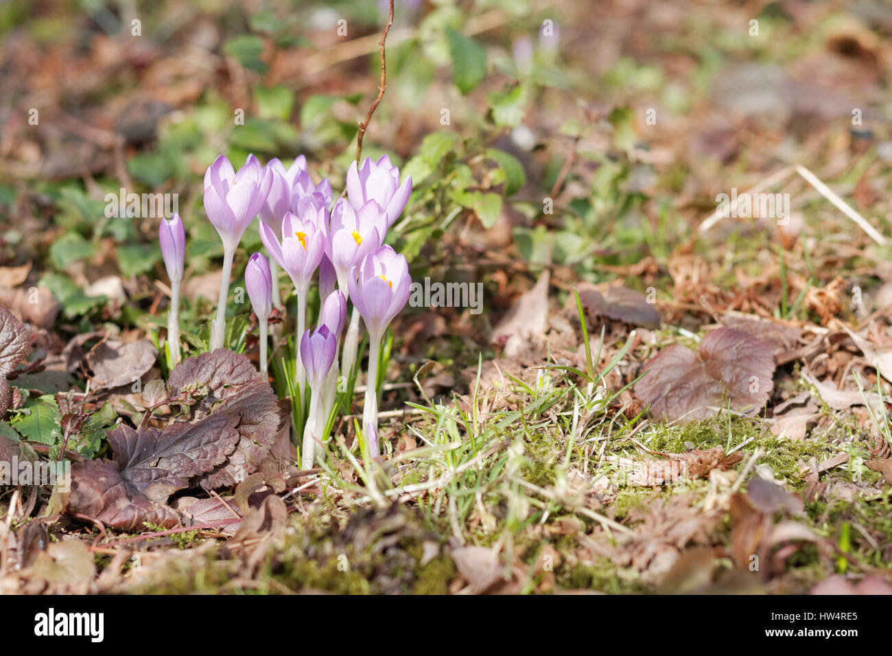 Crocuses in the spring garden Stock Photo - Alamy