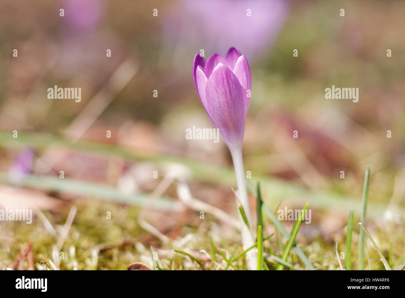 Crocuses in the spring garden Stock Photo - Alamy