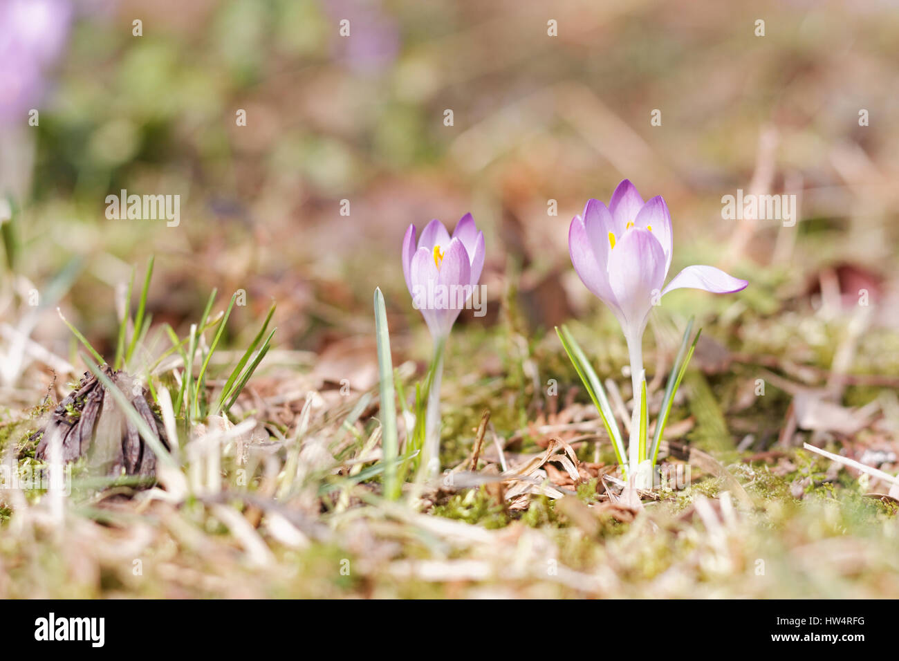 Crocuses in the spring garden Stock Photo - Alamy