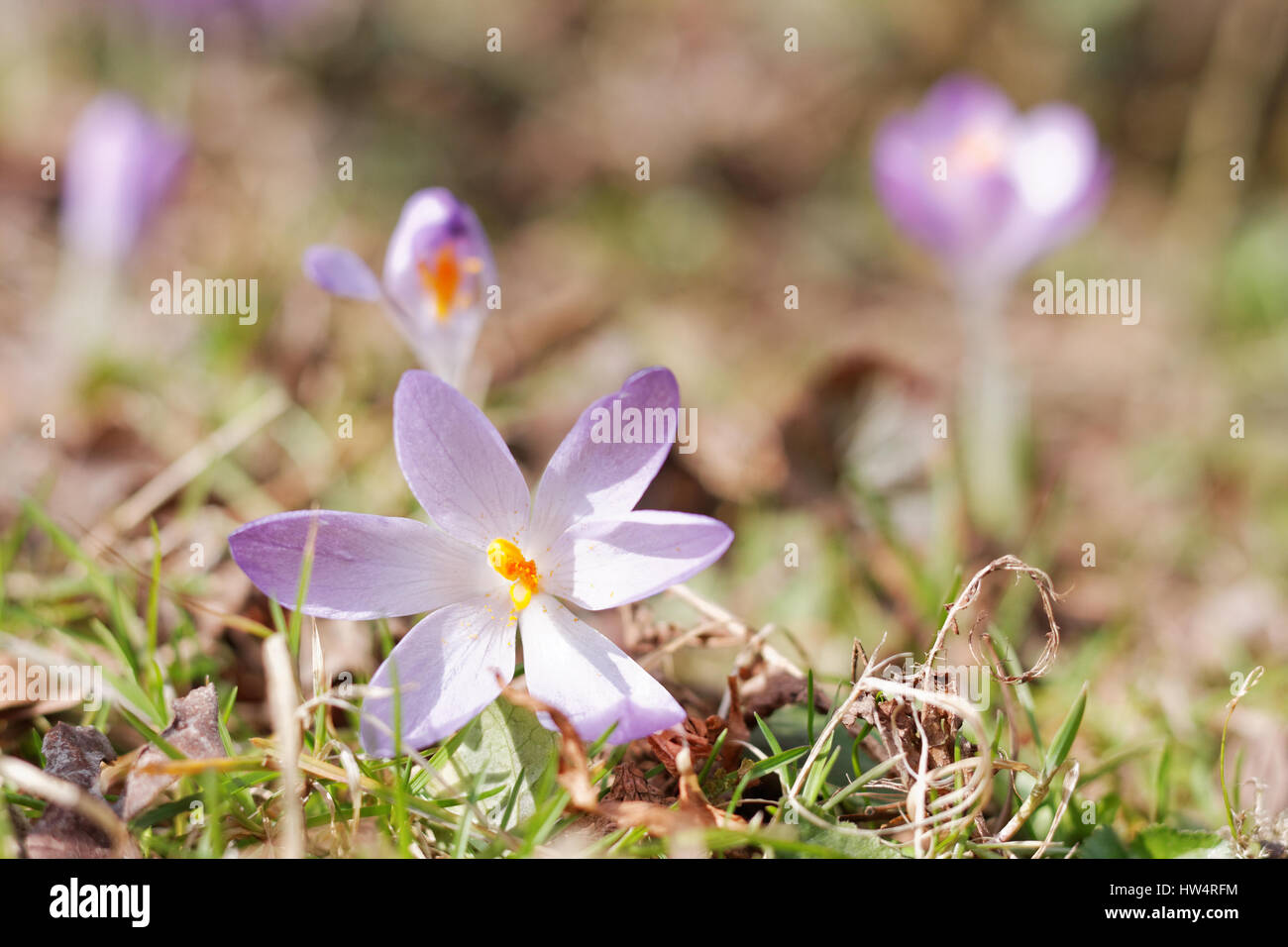 Crocuses in the spring garden Stock Photo - Alamy