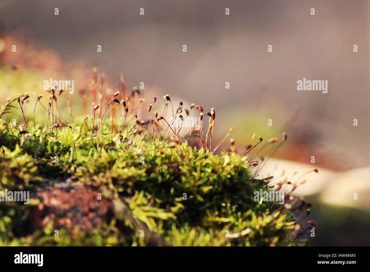 texture small green moss on a gray fuzzy background Stock Photo - Alamy
