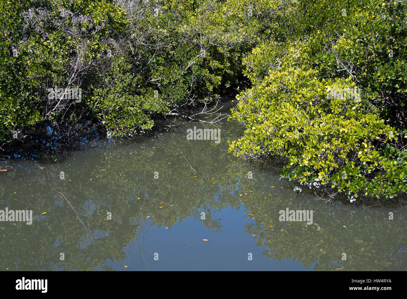 Florida salt marsh with dense mangrove trees and still water reflection ...