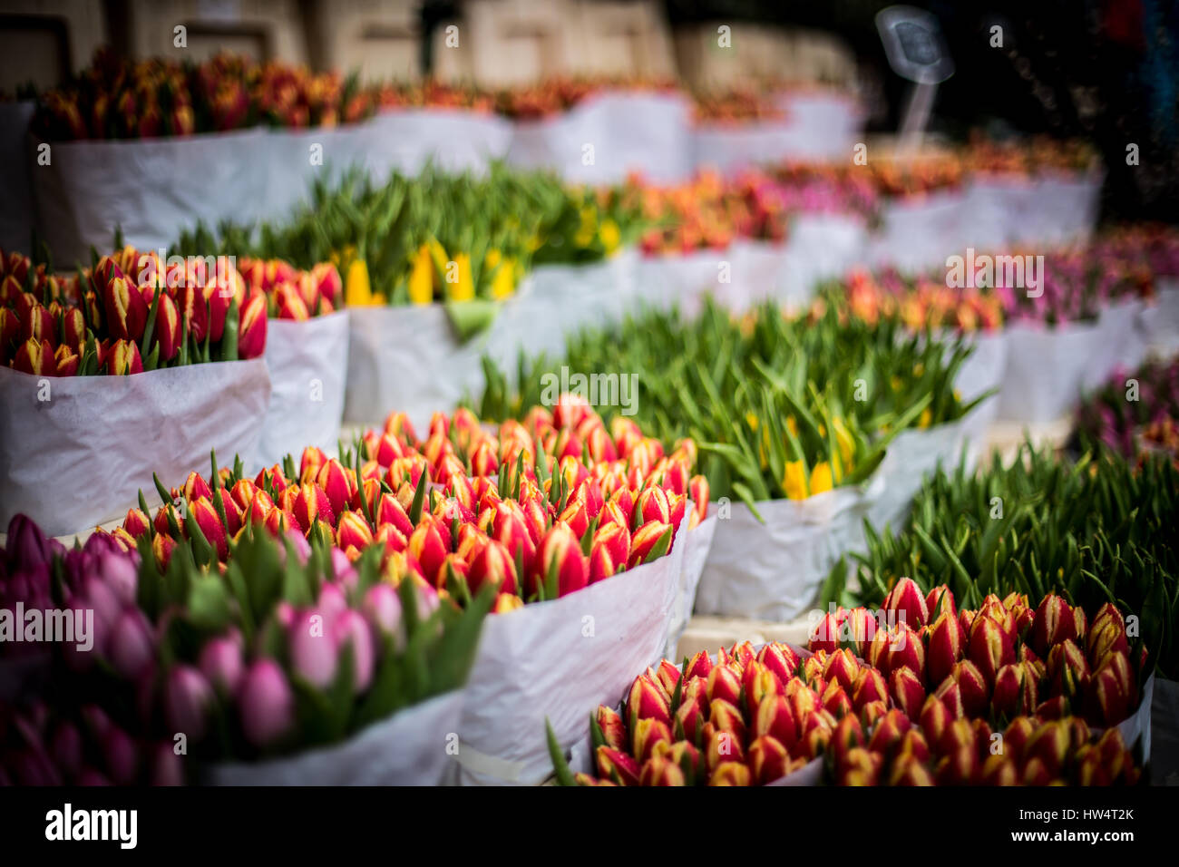 Colorful Tulip Flower Market Stock Photo - Alamy