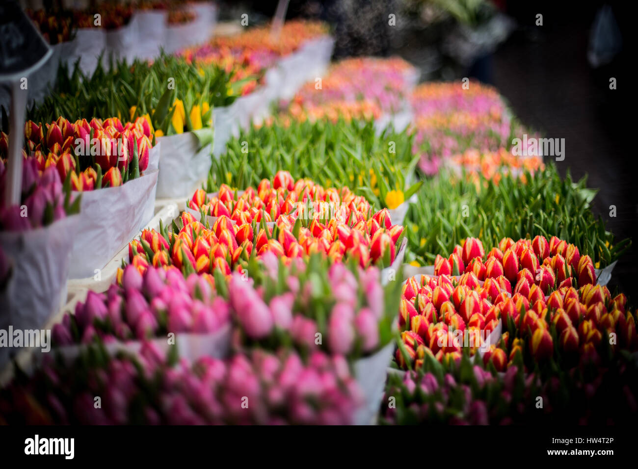 Colorful Tulip Flower Market Stock Photo - Alamy