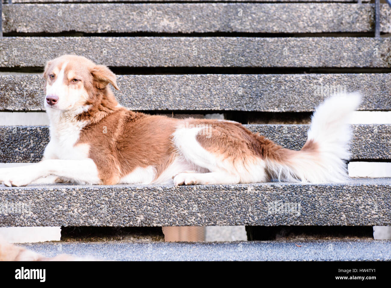 Arrogant dog hi-res stock photography and images - Alamy
