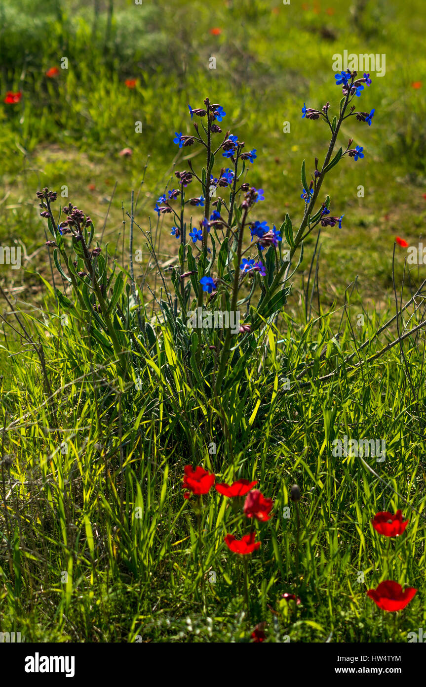 Wheat fields in Ruhama, Israel Stock Photo - Alamy
