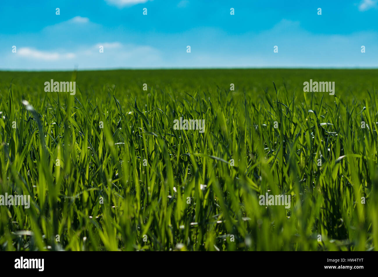 Wheat fields in Ruhama, Israel Stock Photo - Alamy
