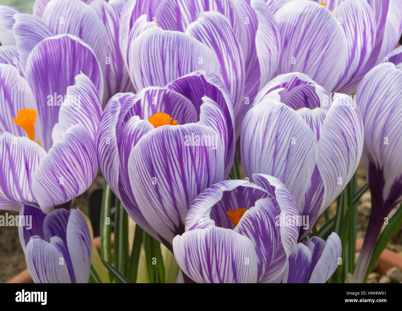 Striped crocus hi-res stock photography and images - Alamy
