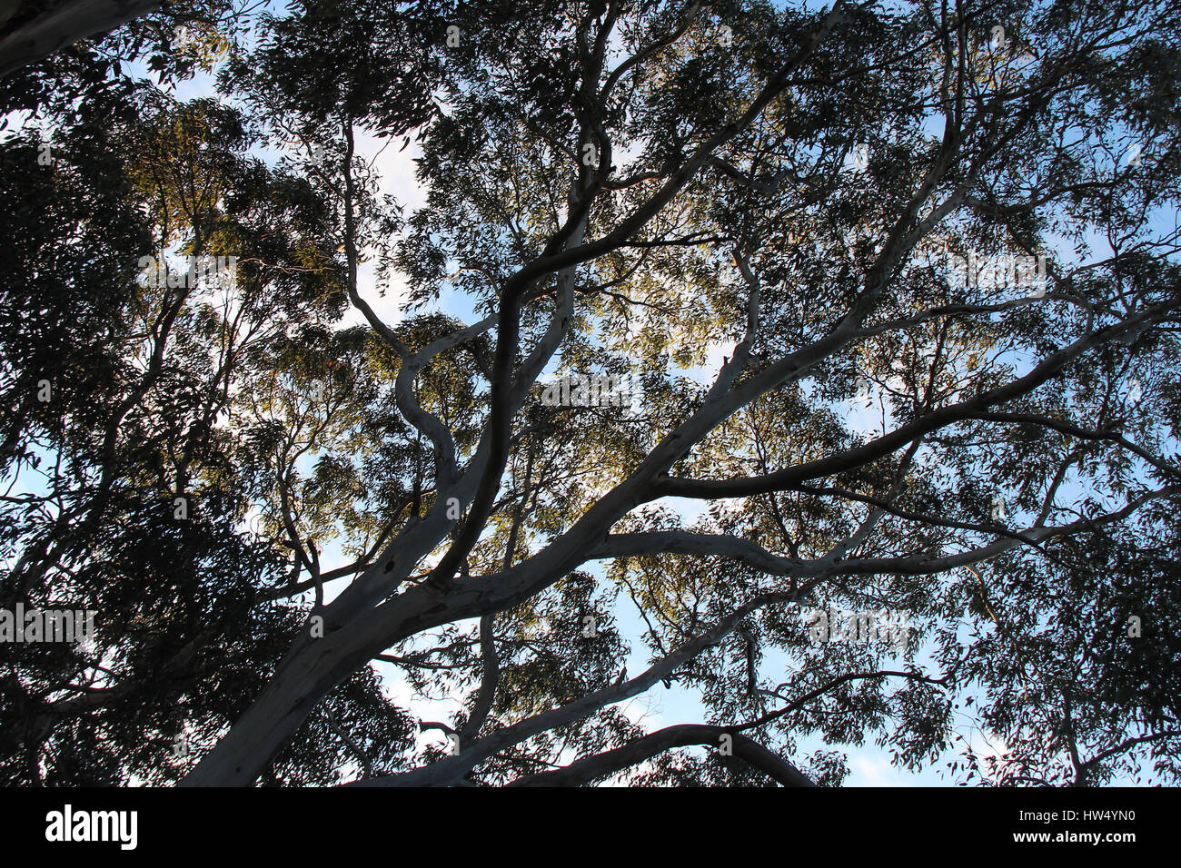 Trees in Kangaroo Island (Australia Stock Photo - Alamy