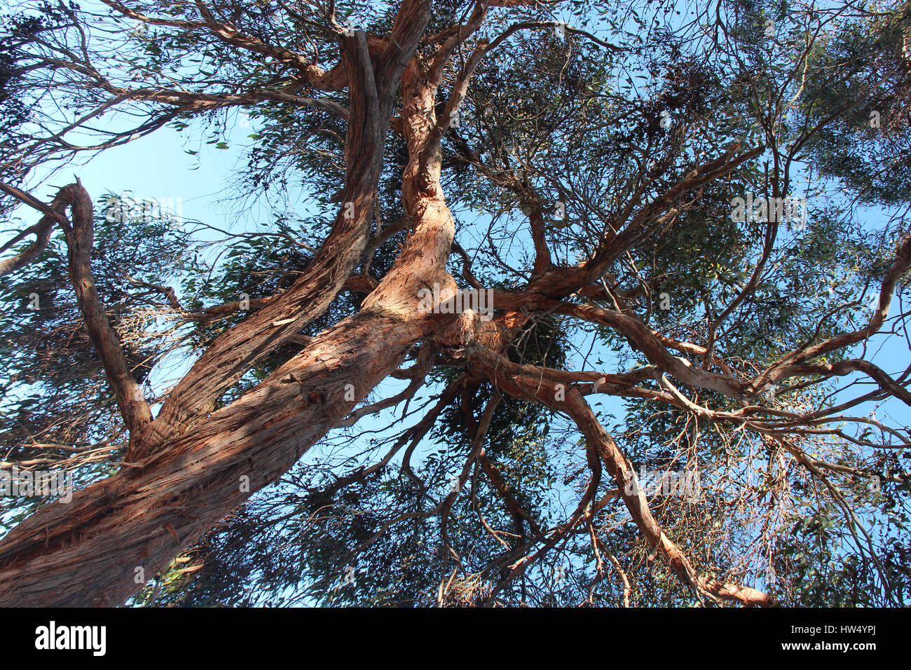Trees in Kangaroo Island (Australia Stock Photo - Alamy